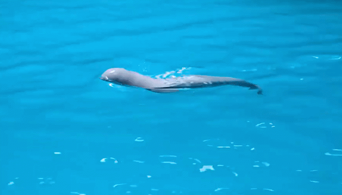 Viral Video Beluga Whale Named Bella Gives Birth To Male Calf Leaves