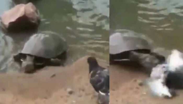 Turtle kills pigeon in ninja-like move, leaves Twitter shocked - WATCH ...