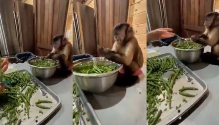 Video of monkey helping woman cut vegetables leaves netizens amused ...