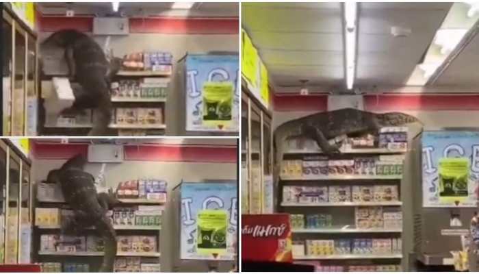 Giant monitor lizard spotted at a supermarket in Thailand, video ...