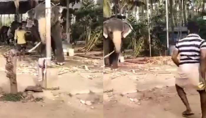 Elephant displays awesome batting skills, even Michael Vaughan is ...