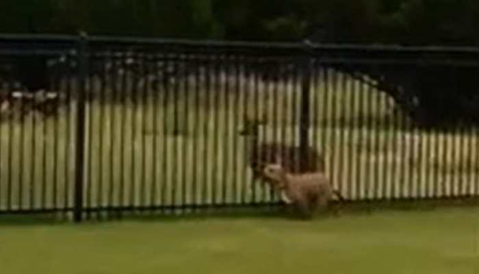 Dog races with deer multiple times, watch hilarious video to see who ...