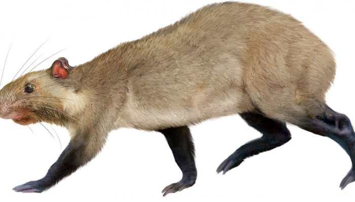 Chinese scientists discover ancient fossils of new rodent species ...