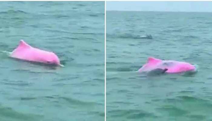 Pink dolphins spotted! Rare sight will leave you mesmerised - Watch ...