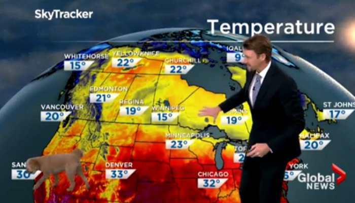 Storm interrupts weather report! Adorable dog steals spotlight on live ...