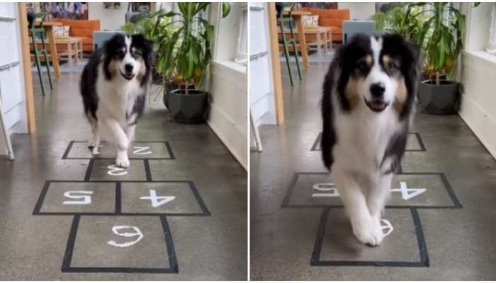 All set for next 'Squid Game'! Dog practices hard to ace hopscotch ...