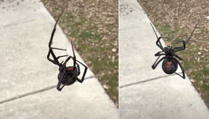 This viral video of huge black widow spider will give you goosebumps ...