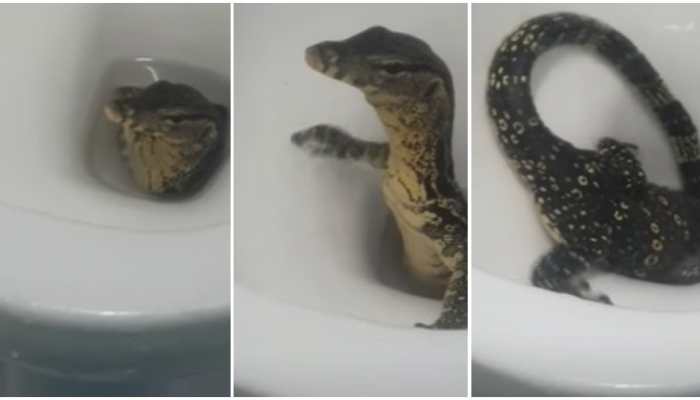 Bizarre! Lizard pops out of toilet; Holidaying couple gets a shock ...