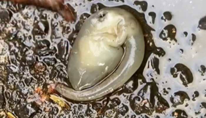 Bizarre ‘alien-like’ creature spotted in Sydney amid heavy downpour ...