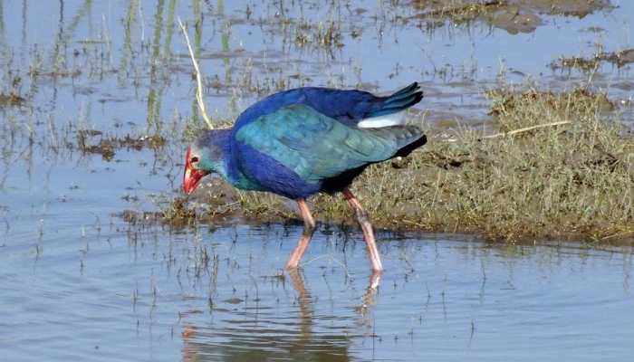 World's ONLY bird of this species resides in Odisha's Mangalajodi ...