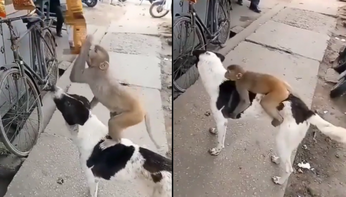 Viral: Dog helps monkey steal chips! Watch these furry criminals ...