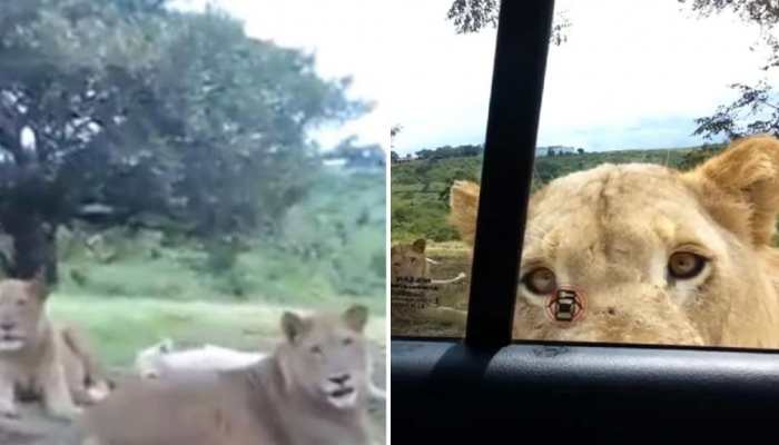 Lioness opens car gate with family inside! Here's what happened next ...