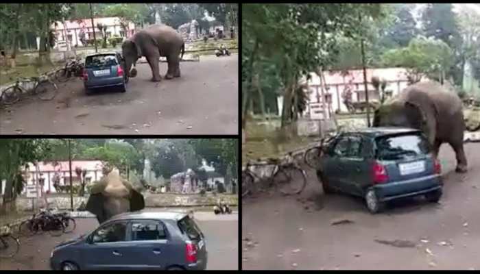 'Why humans should have all fun,' say netizens after elephant pushes ...
