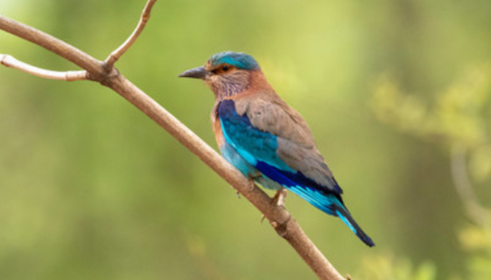 Dussehra 2022: Important signs of seeing Indian roller bird Neelkanth ...