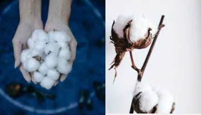 World Cotton day 2022: History, significance, theme- details here ...