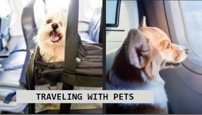 Travelling With Pets? From Booking To Check-ins- Tips To Carry Your Pet ...