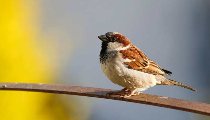 World Sparrow Day 2023: The Story Of The Most Common Bird In The World ...