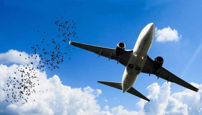 Watch: Blood-Covered Pilot Lands Plane With Dead Bird Stuck In Aircraft ...