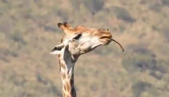 Viral Video Shows Giraffe Defying Norms By Feasting On Bone, Internet ...