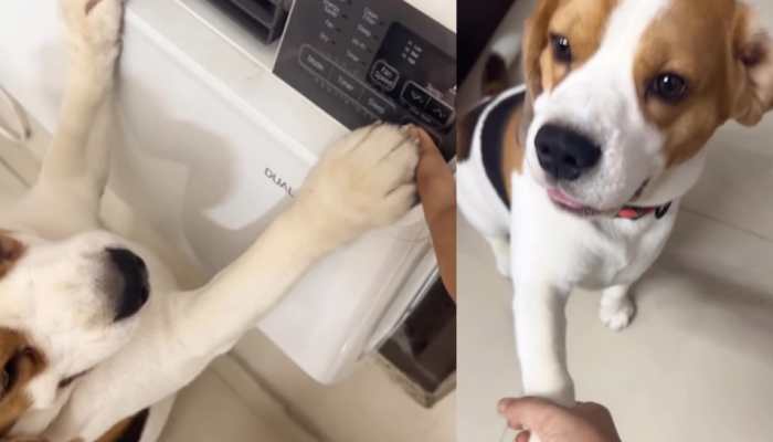 Viral Video: Dog Adorably Turns On The AC, Netizens Can Surely Relate ...