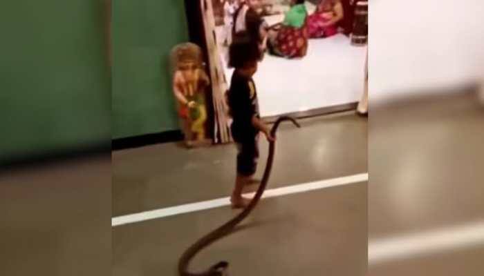 Viral Video: Internet Goes Crazy As Toddler Drags Giant Snake Into Home ...