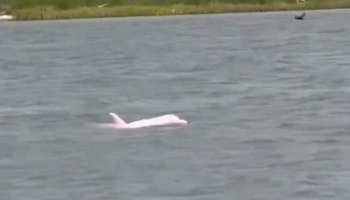 Rare Pink Dolphin Spotted In Louisiana Waters: Is This the Famous ...