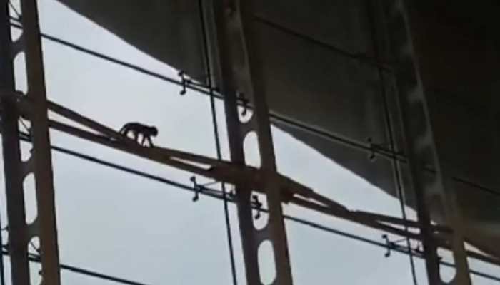 Viral Video: Monkey Roaming Around Kuala Lumpur Airport Causes Chaos ...