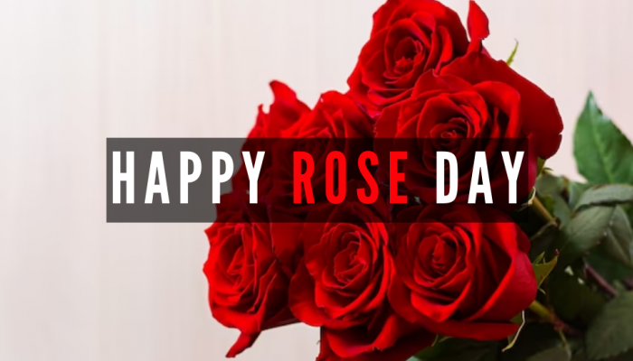 Rose Day 2024: Blooming History, Significance And Traditions Of The Day ...