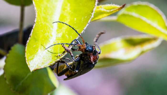 Costing Up To Rs 75 Lakh, Stag Beetle Is World's Most Expensive Insect ...