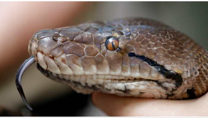 Jamshedpur Tragedy: Snake Charmer Suffocates As Python Strangles Him In ...