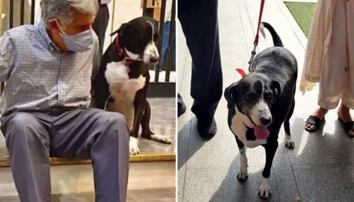 Late Ratan Tata’s Dog Goa Hadn't Eaten For Days, Was Seen At Master's ...