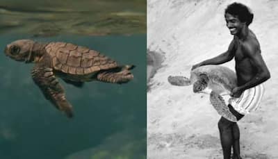 'Turtle Walker' Documentary All Set To Premiere At DOC NYC 2024: A ...