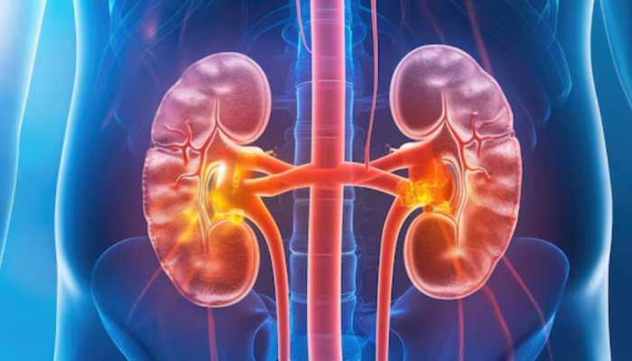 PFAS Exposure Linked To Decreased Kidney Function: New Study Reveals ...