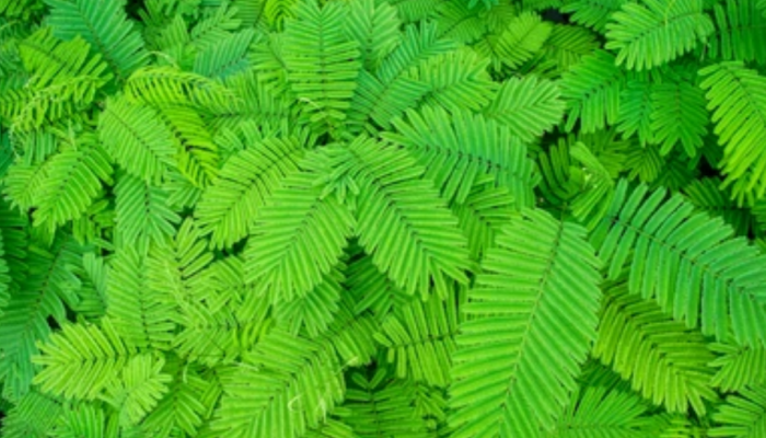 Subabul: The Traditional Medicinal Plant That May Help Manage Insulin ...