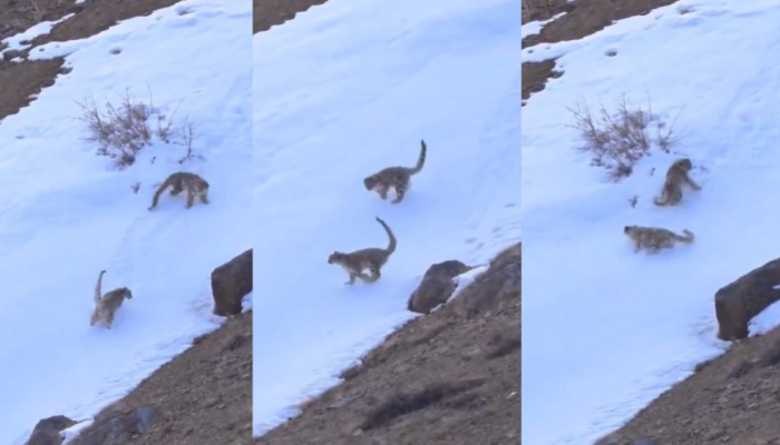 IAS Officer Shares Stunning Video Of Snow Leopards' ‘Fleeting Dance Of ...