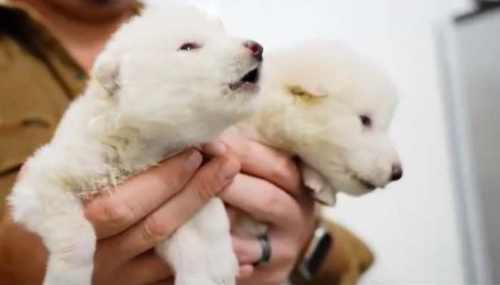 Dire Wolf Brought Back To Life After 10,000 Years: Inside The World’s ...