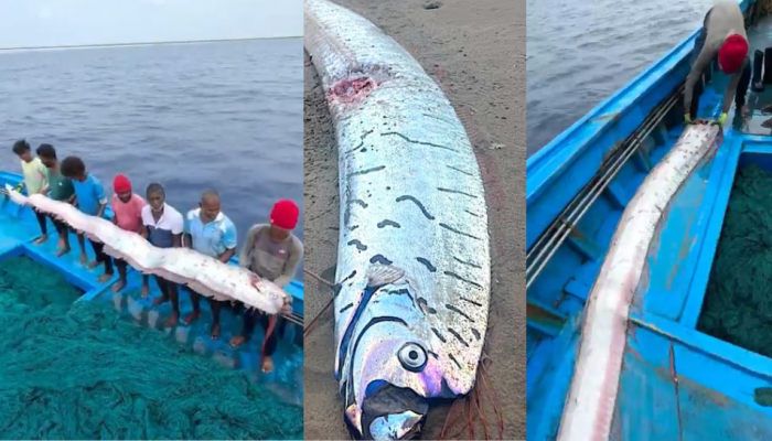Doomsday Fish Spotted In Tamil Nadu: Oarfish Sighting Sparks Tsunami ...