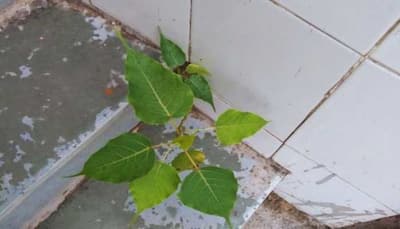 Peepal Plant Sprouting From Your Roof Or Balcony Wall? Here’s a Natural ...