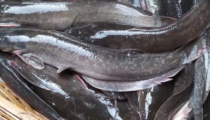 This Deadliest Fish Is Banned In India – But It’s Still Ending Up On ...