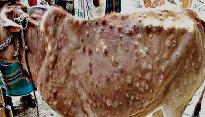 What Is Lumpy Skin Disease? Check Symptoms And Precautions Amid ...
