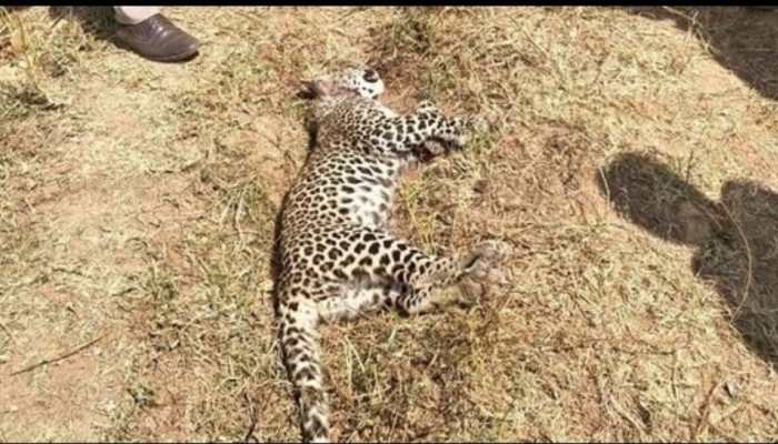 Stray Dog Chases, Drags Leopard In Fierce Fight In Nashik's Niphad ...