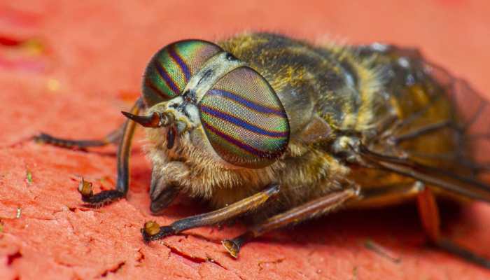 VIRAL | Meet World's Most Punctual Singer: This Insect Starts Its ...