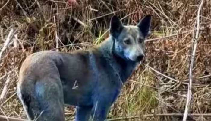 Is 1986 Nuclear Ghost Back To Haunt? Dogs Turning Blue In Ukraine’s ...