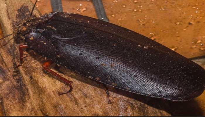 Giant, Winged And Unbelievable: Meet The World’s Largest Cockroach And ...